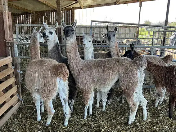 Lama - La Camelerie